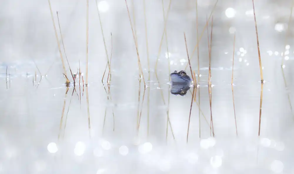 Daan de Vos: LOVE IS IN THE AIR | Animals | Photographs | Fine art ...