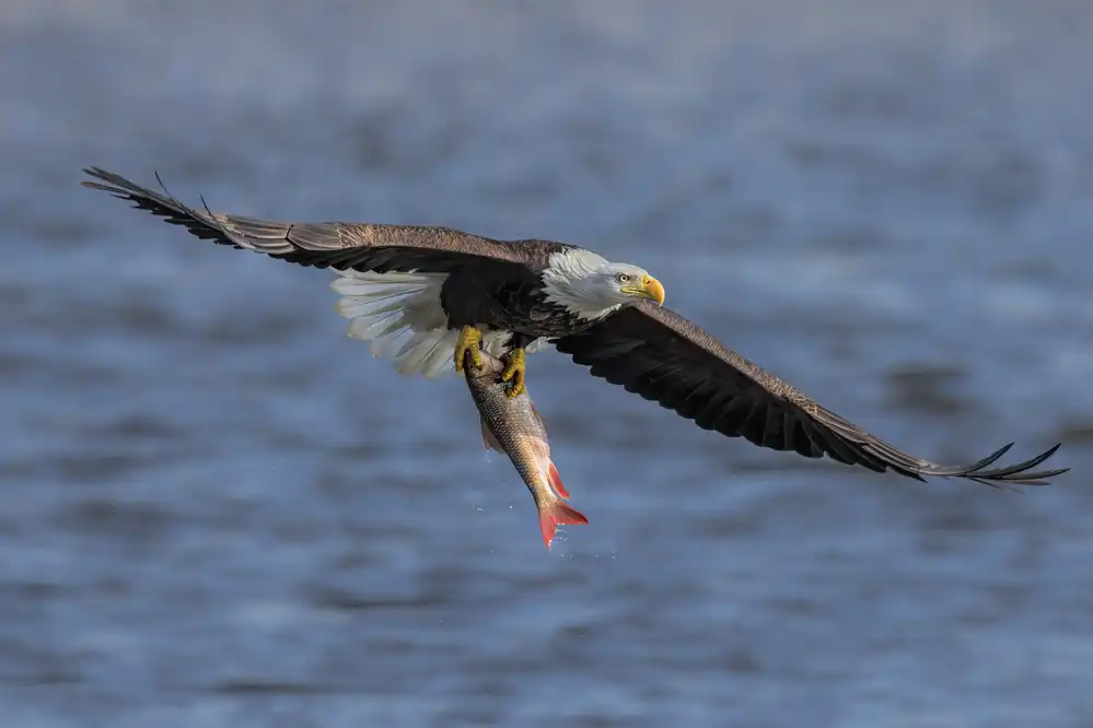 Fish Eagle Catching Fish