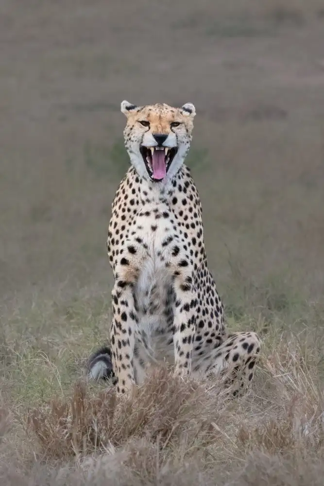 Laughing Cheetah