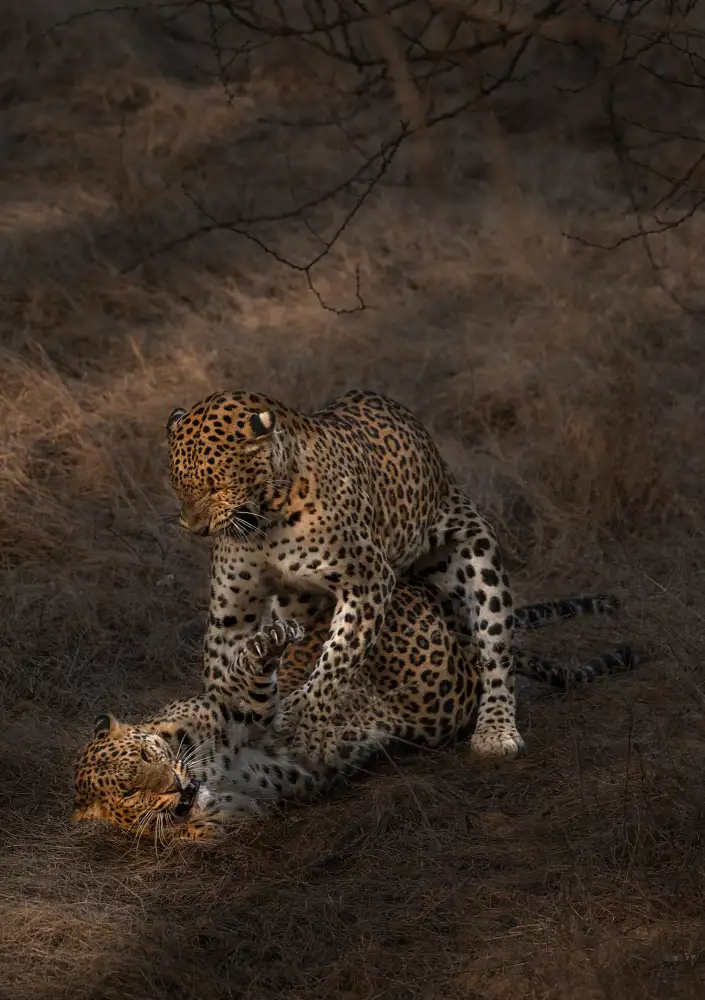 Jayanta Guha: Leopard Mating | Animals | Photographs | Fine art prints ...