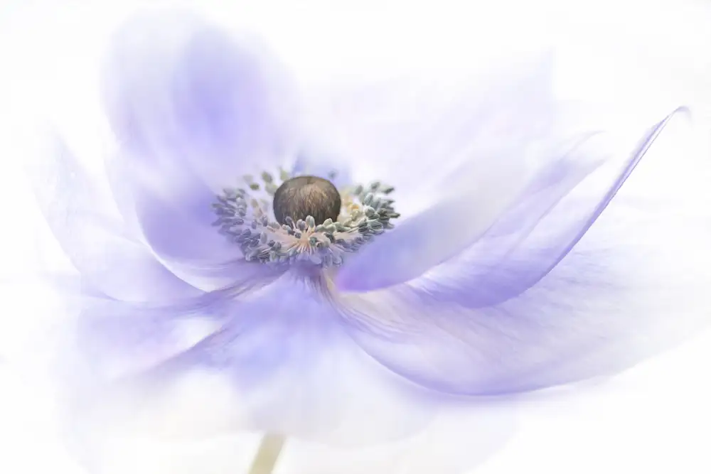 Jacky Parker: Summer Breeze | Microcosmos | Photographs | Fine art ...