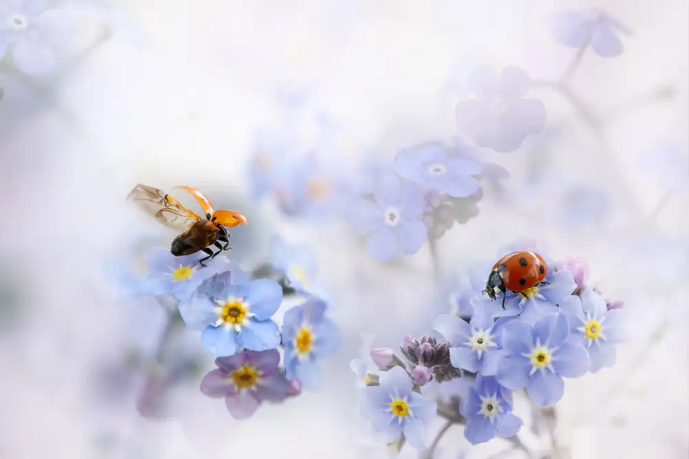 Ellen van Deelen: Forget-me-not | Animals | Photographs | Fine art ...