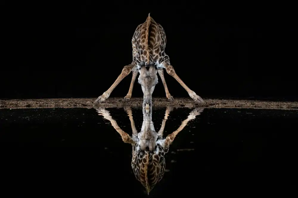 Giraff Spiser Zoologger: Attack Of The Giraffe Assassin Bug | New