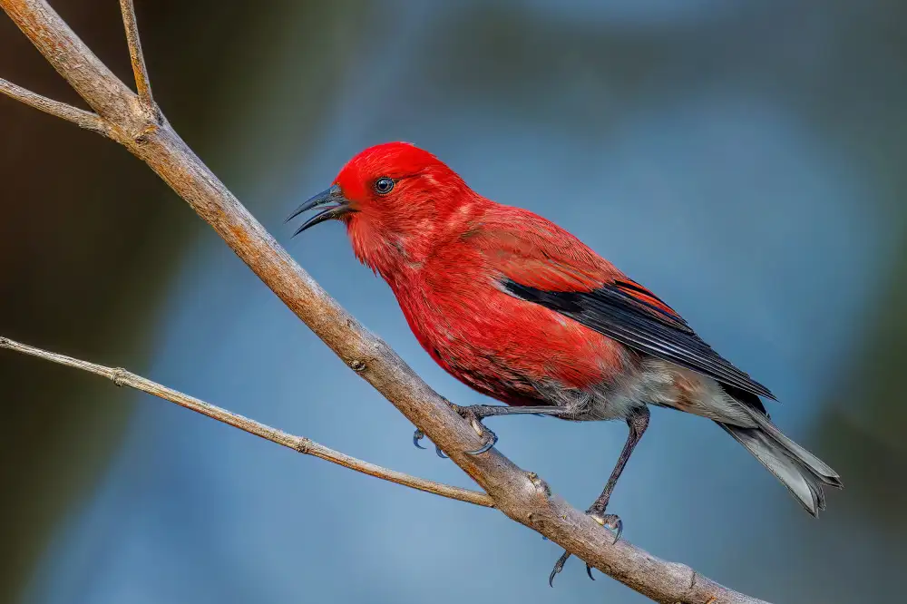 Jian Birds Are Real
