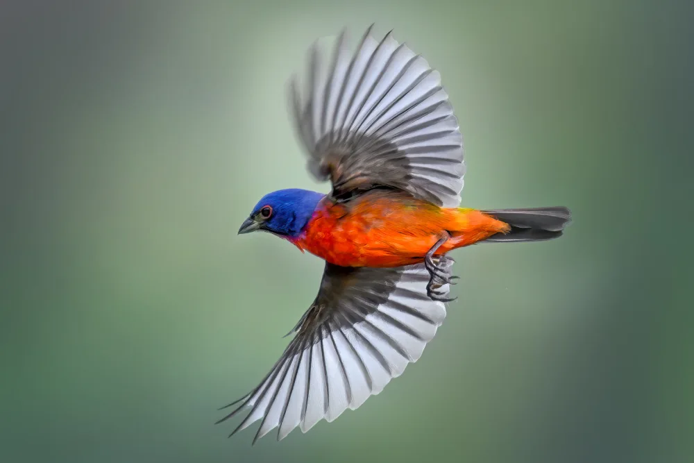 Painted Bunting Flying The Male Painted Bunting (Passerina Ciris) Is