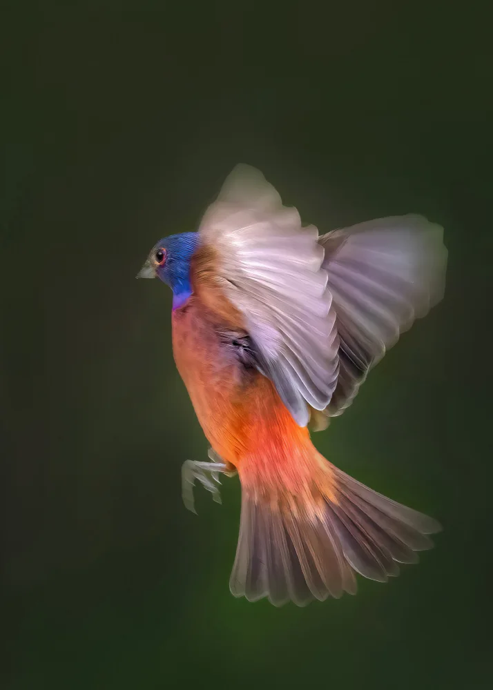 Painted Bunting Flying The Male Painted Bunting (Passerina Ciris) Is