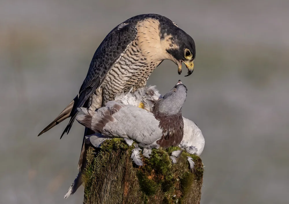Peregrine Falcon Prey