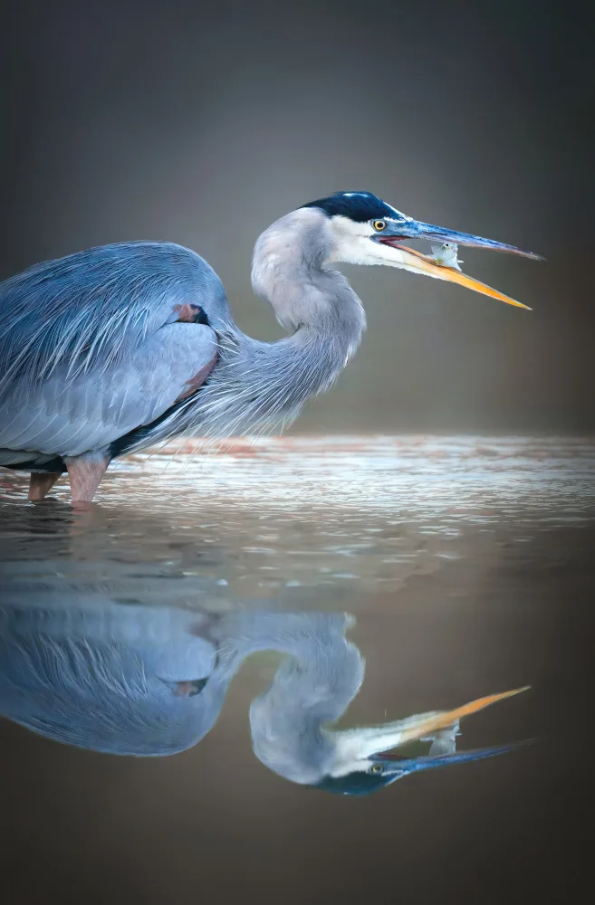 Catherine Wang: Gotcha | Animals | Photographs | Fine art prints ...