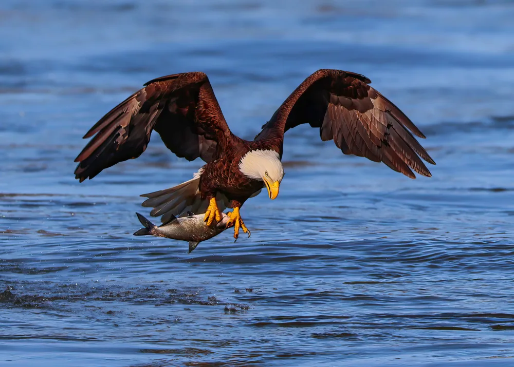 Eagle Catching Prey 651 Eagle Catching Prey Stock Photos, High Res