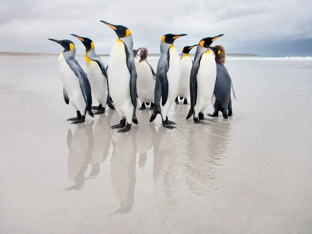 Joan Gil Raga: Bodyguard | Animals | Photographs | Fine art prints ...