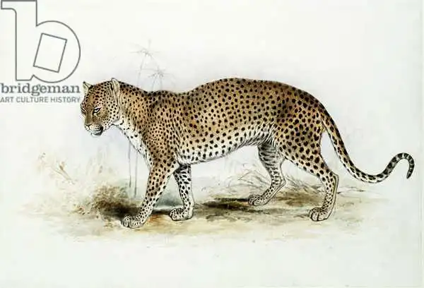 Edward Lear: The Leopard | Animals | Realism | Fine art prints ...