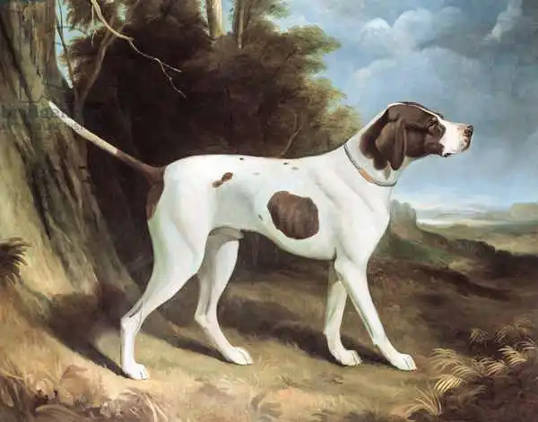 George Garrard: Portrait of a liver and white pointer | Animals ...