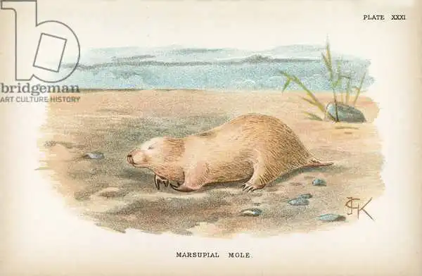 Marsupial Mole