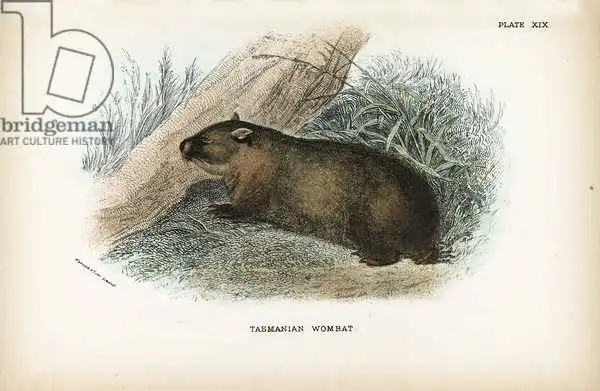 English school (19th century): Tasmanian Wombat | Animals | Classicism ...