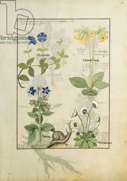 Robinet Testard: Op row: Blue Clematis or Crowfoot and Primula. Bottom ...