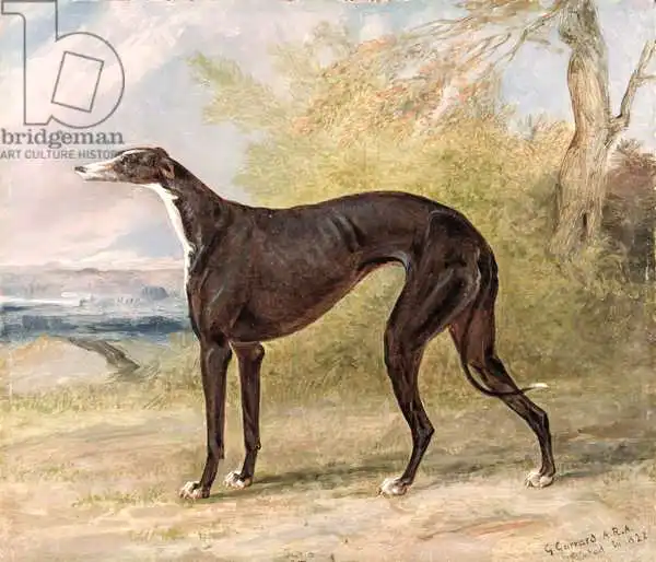 George Garrard: One of George Lane Fox's Winning Greyhounds: the Black ...